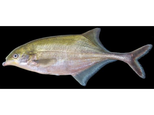 Mormyridae - African weakly electric fishes | Mintotom mi ne vé