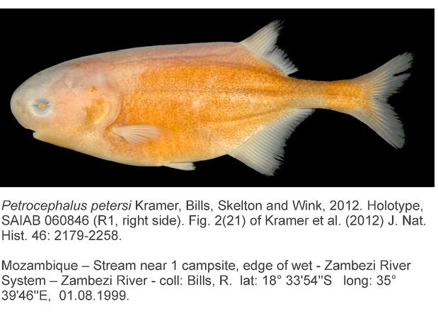 Mormyridae - African weakly electric fishes | Mintotom mi ne vé