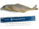 Mormyridae - African weakly electric fishes | Mintotom mi ne vé