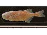 Mormyridae - African weakly electric fishes | Mintotom mi ne vé