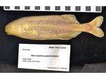 Mormyridae - African weakly electric fishes | Mintotom mi ne vé