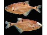 Mormyridae - African weakly electric fishes | Mintotom mi ne vé